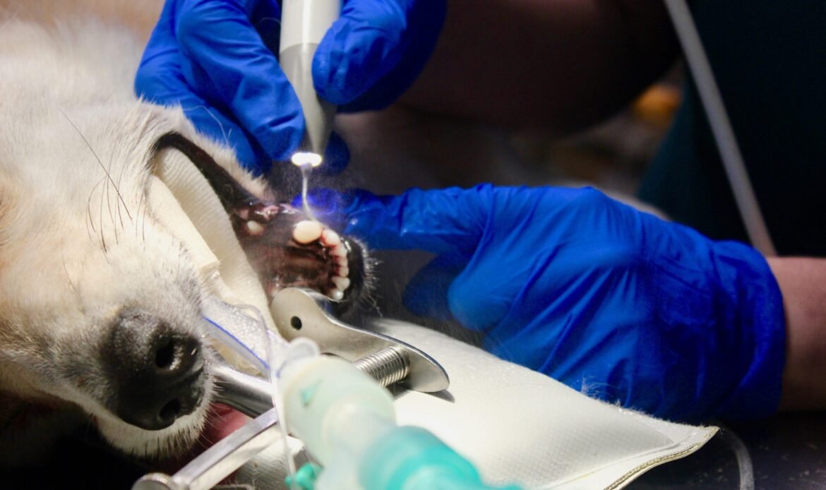 Anesthesie - Animoretus